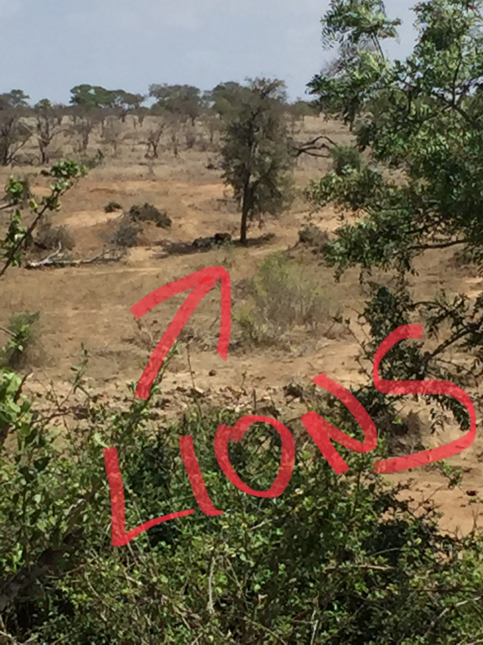 Orpen Gate to Malelane Gate (Kruger National Park) – Michelle Traveller